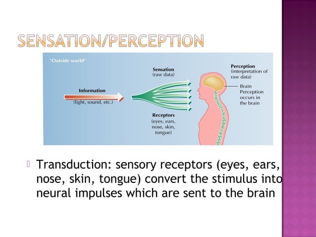 Perception in Psychology | PPT