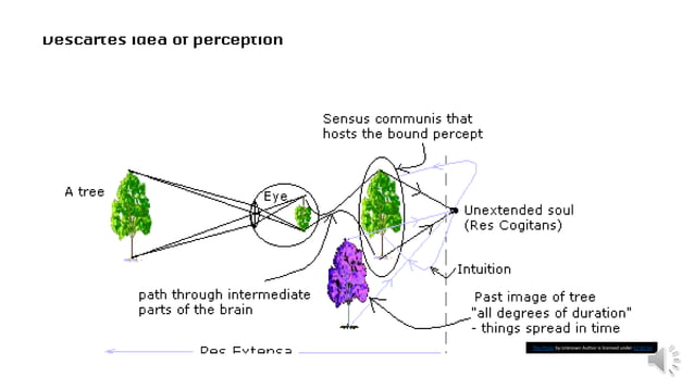 Perception and perceptual disorders | PPTX