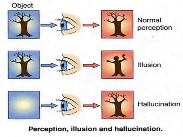 Unit 3 Cognitive Process / Perception | PDF | Medical Health