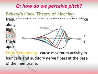 Perception- Auditory | PPTX