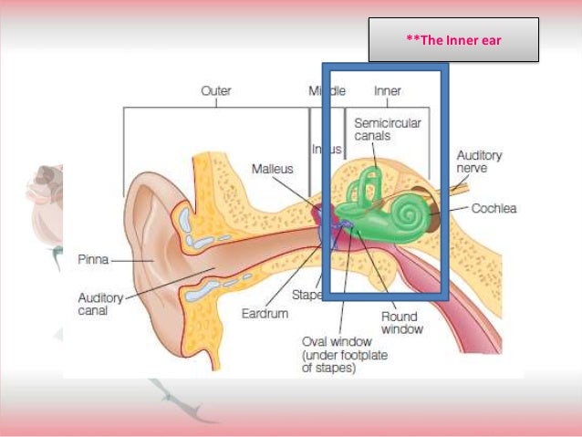 Define Auditory Learner