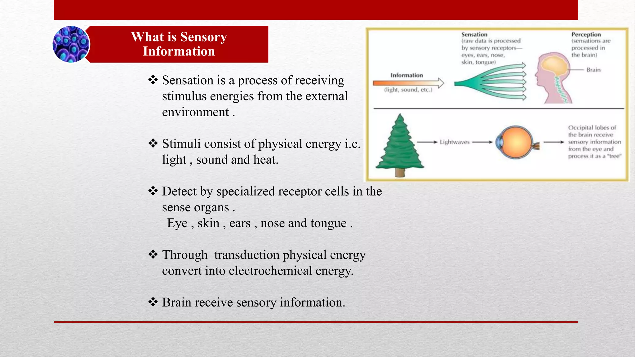 perception and its factors in psychology | PPTX