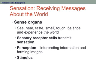 Perception and sensation | PPT