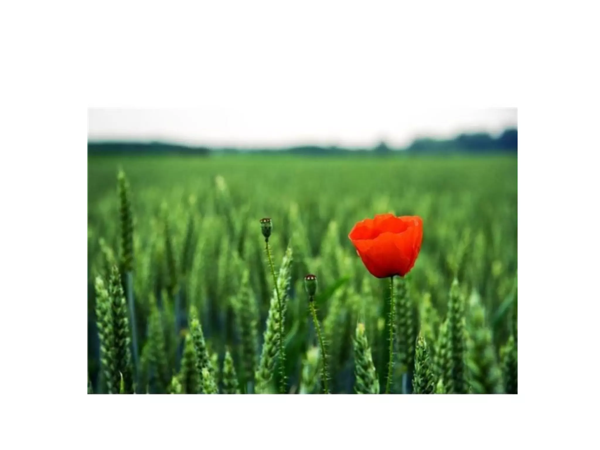 · Perception and the Perceptual Process 2023.pdf