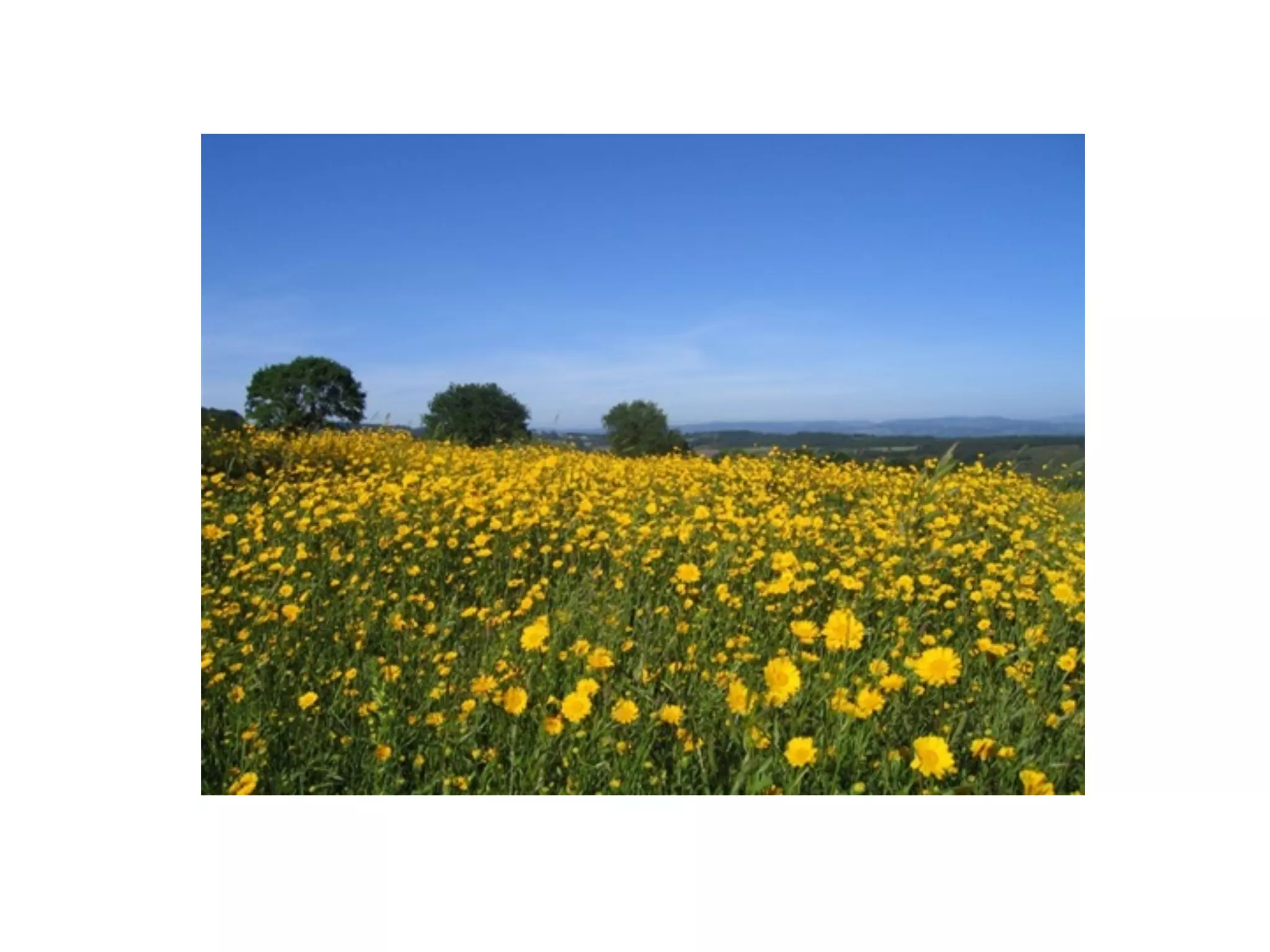 · Perception and the Perceptual Process 2023.pdf