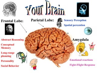 Perception,Cognition,Worldviews | PPT