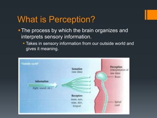 Perception pp | PPTX