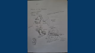 Perception Project.pdf