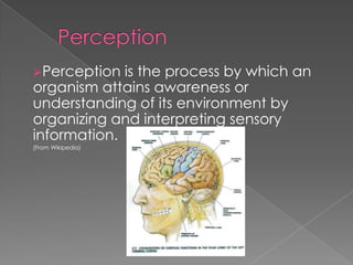 Perception & the influencing factors | PPTX