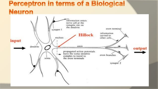 Perceptron (neural network)