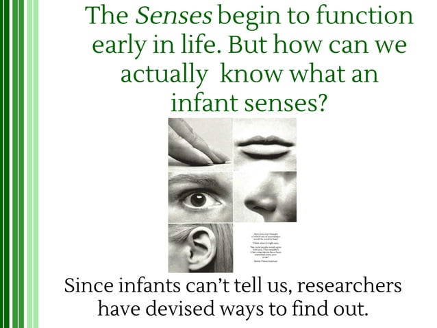 PerceptualDevelopment.pdf