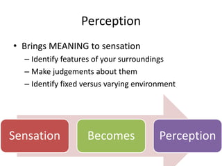Perceptual processing | PPTX