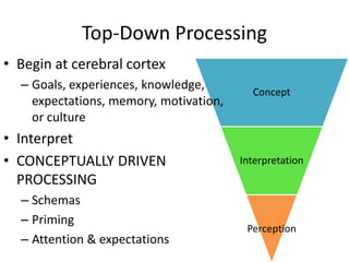 Perceptual processing | PPT