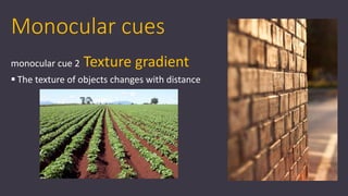 Monocular Cues Texture Gradient