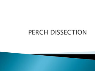 Perch dissection | PPTX