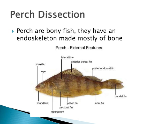 Perch dissection | PPTX | Fish and Aquariums | Pets