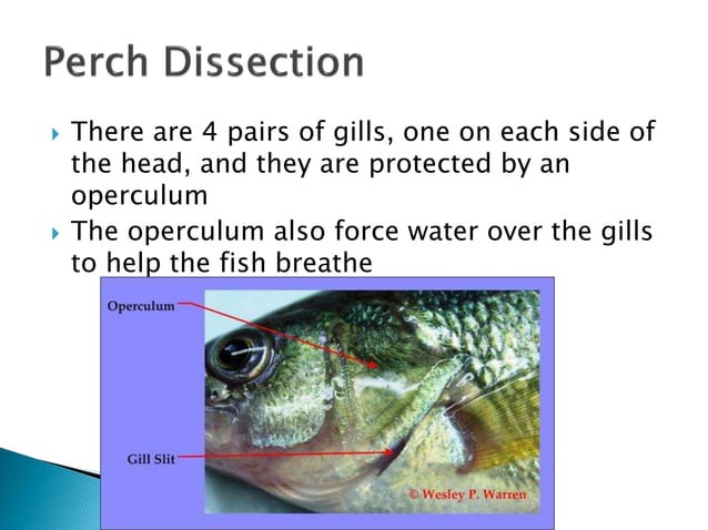 Perch dissection | PPTX | Fish and Aquariums | Pets
