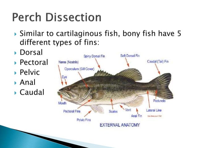 Perch dissection | PPTX | Fish and Aquariums | Pets