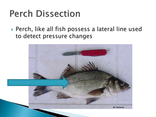 Perch dissection | PPTX | Fish and Aquariums | Pets