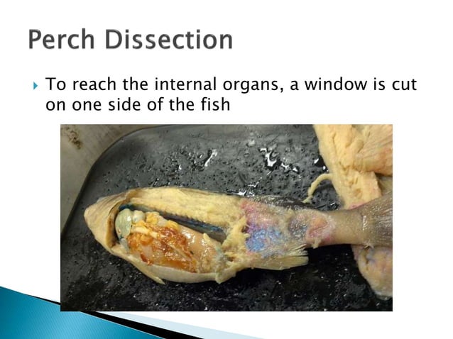Perch dissection | PPTX | Fish and Aquariums | Pets