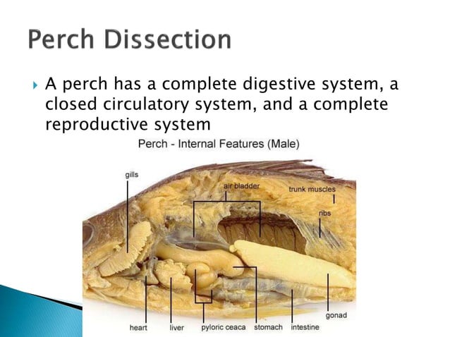 Perch dissection | PPTX | Fish and Aquariums | Pets
