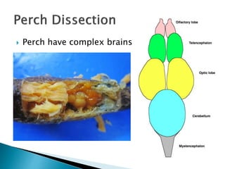 Perch Brain
