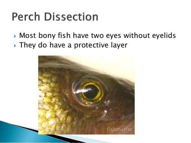 Perch dissection