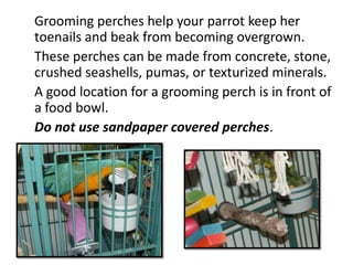 Perches & playstands | PPTX