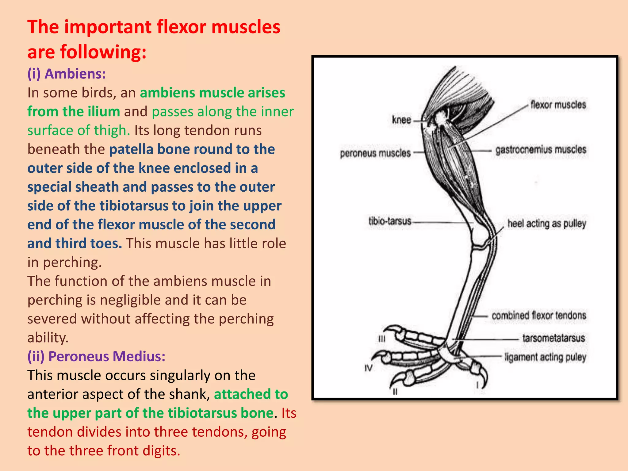 Perching mechanism of bird ,different type of muscle, & Mechanism | PPTX