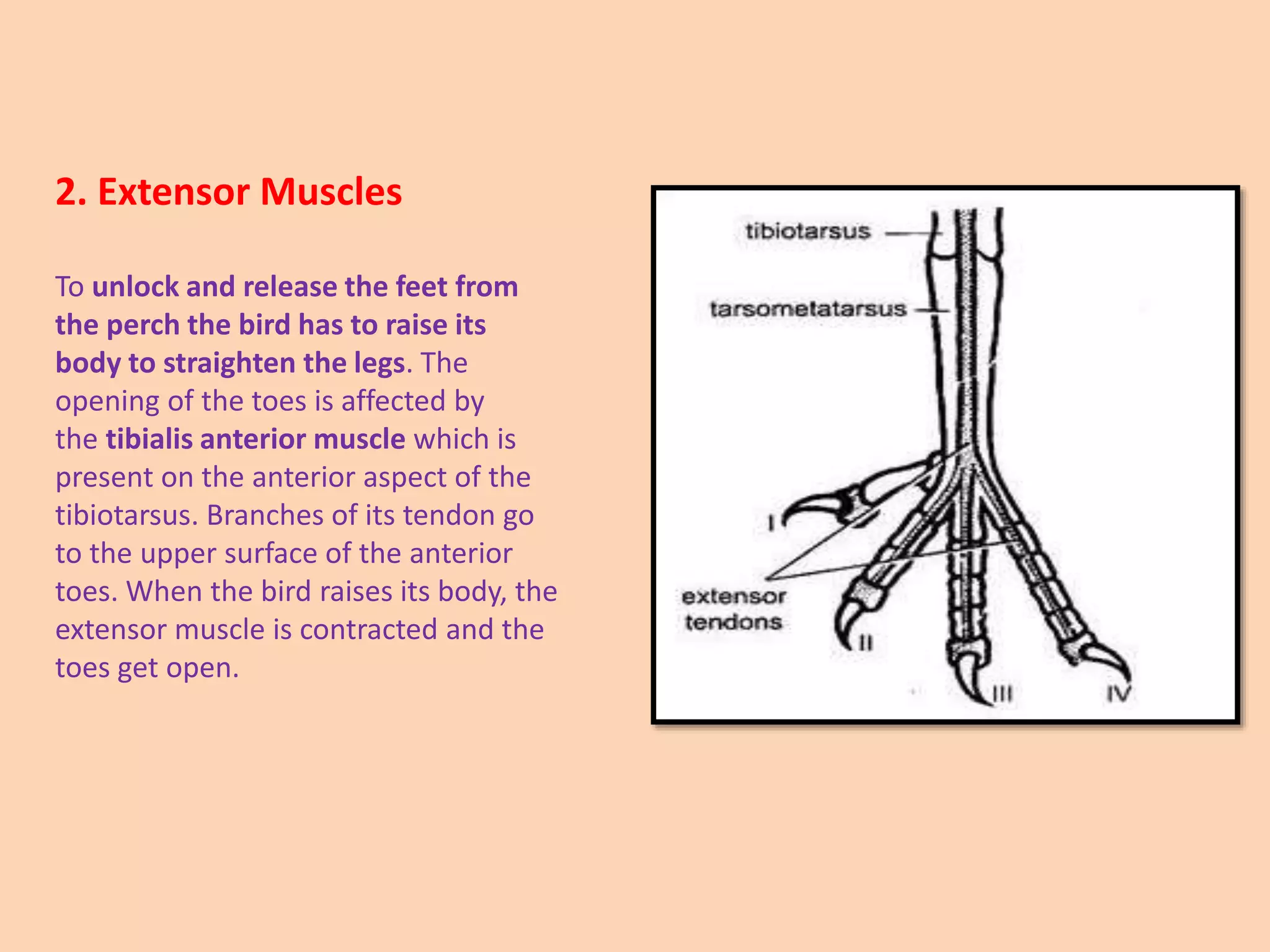Perching mechanism of bird ,different type of muscle, & Mechanism | PPTX