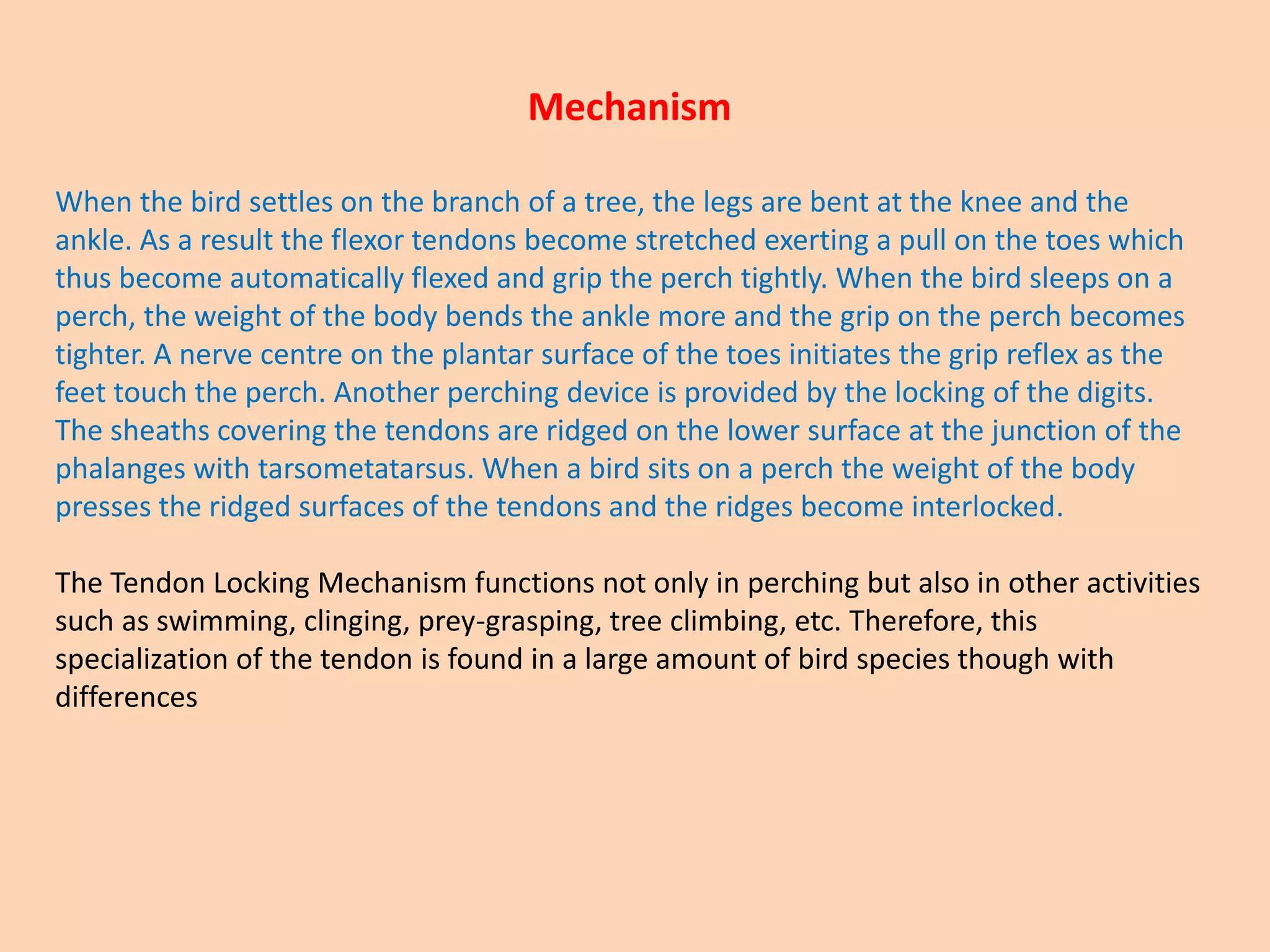 Perching mechanism of bird ,different type of muscle, & Mechanism | PPTX