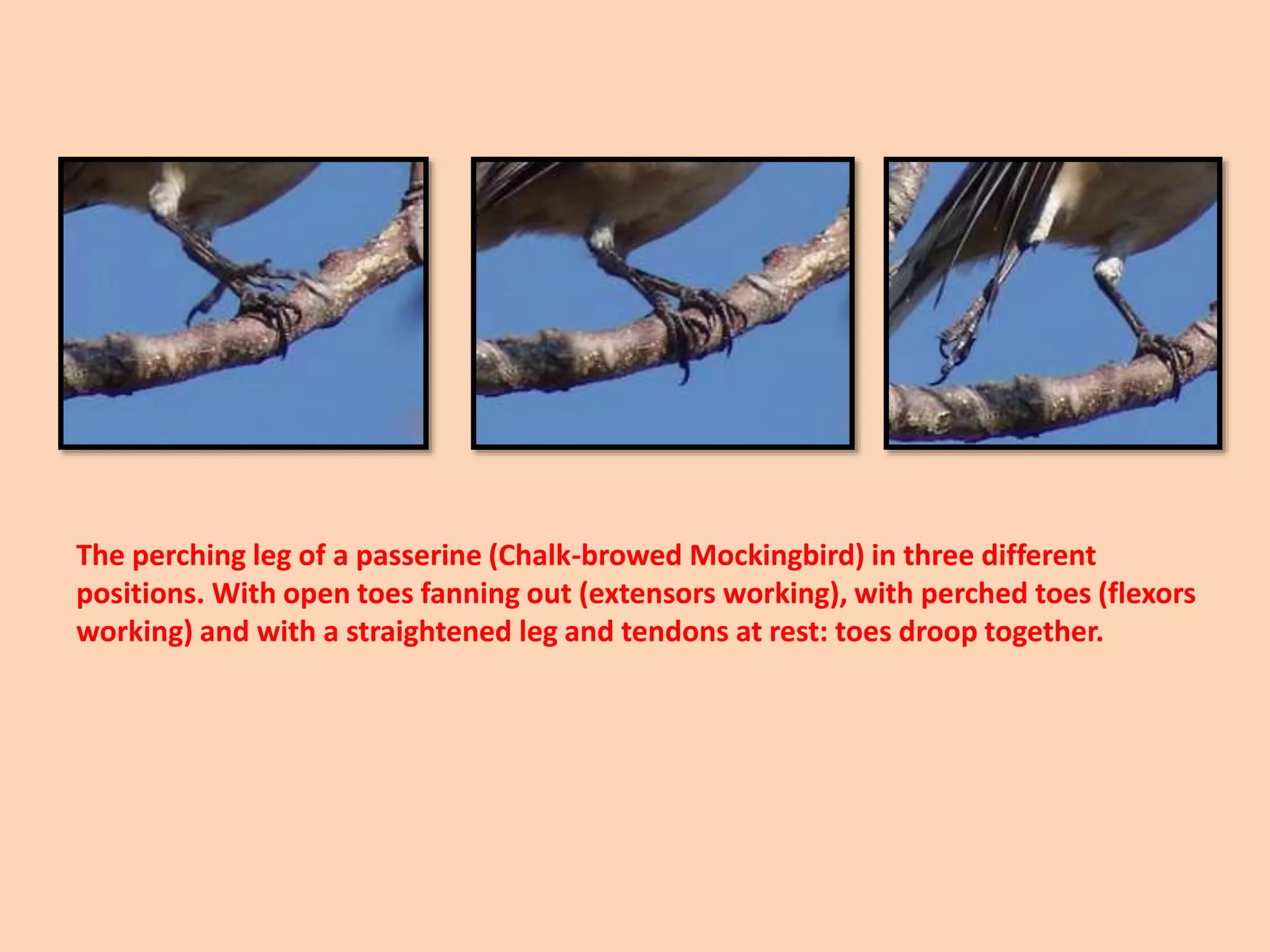 Perching mechanism of bird ,different type of muscle, & Mechanism | PPTX