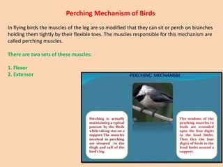 Perching mechanism of bird ,different type of muscle, & Mechanism | PPTX