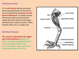 Perching mechanism of bird ,different type of muscle, & Mechanism ...