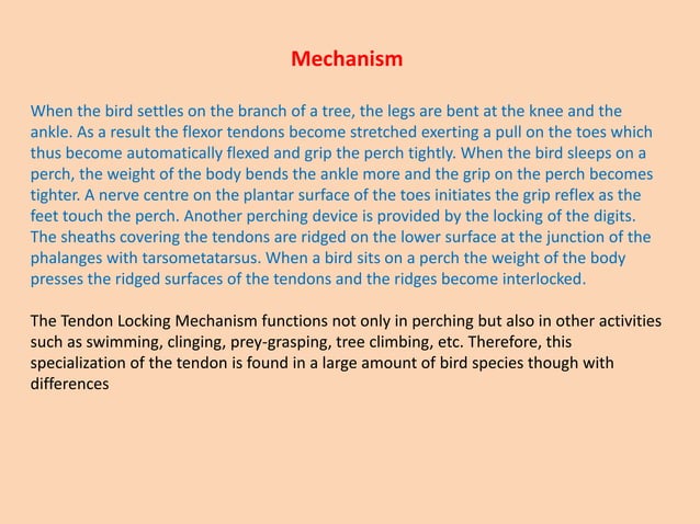 Perching mechanism of bird ,different type of muscle, & Mechanism | PPTX