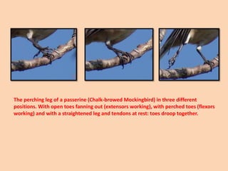 Perching mechanism of bird ,different type of muscle, & Mechanism | PPTX