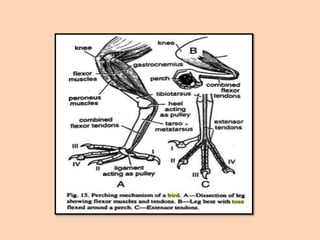 Perching mechanism of bird ,different type of muscle, & Mechanism | PPTX