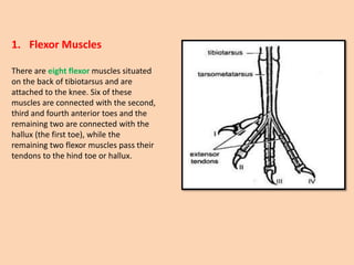 Perching mechanism of bird ,different type of muscle, & Mechanism | PPT