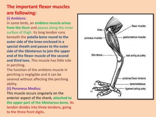 Perching mechanism of bird ,different type of muscle, & Mechanism | PPT