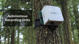 Acoustic AI in biodiversity monitoring - Tom Denton | PDF