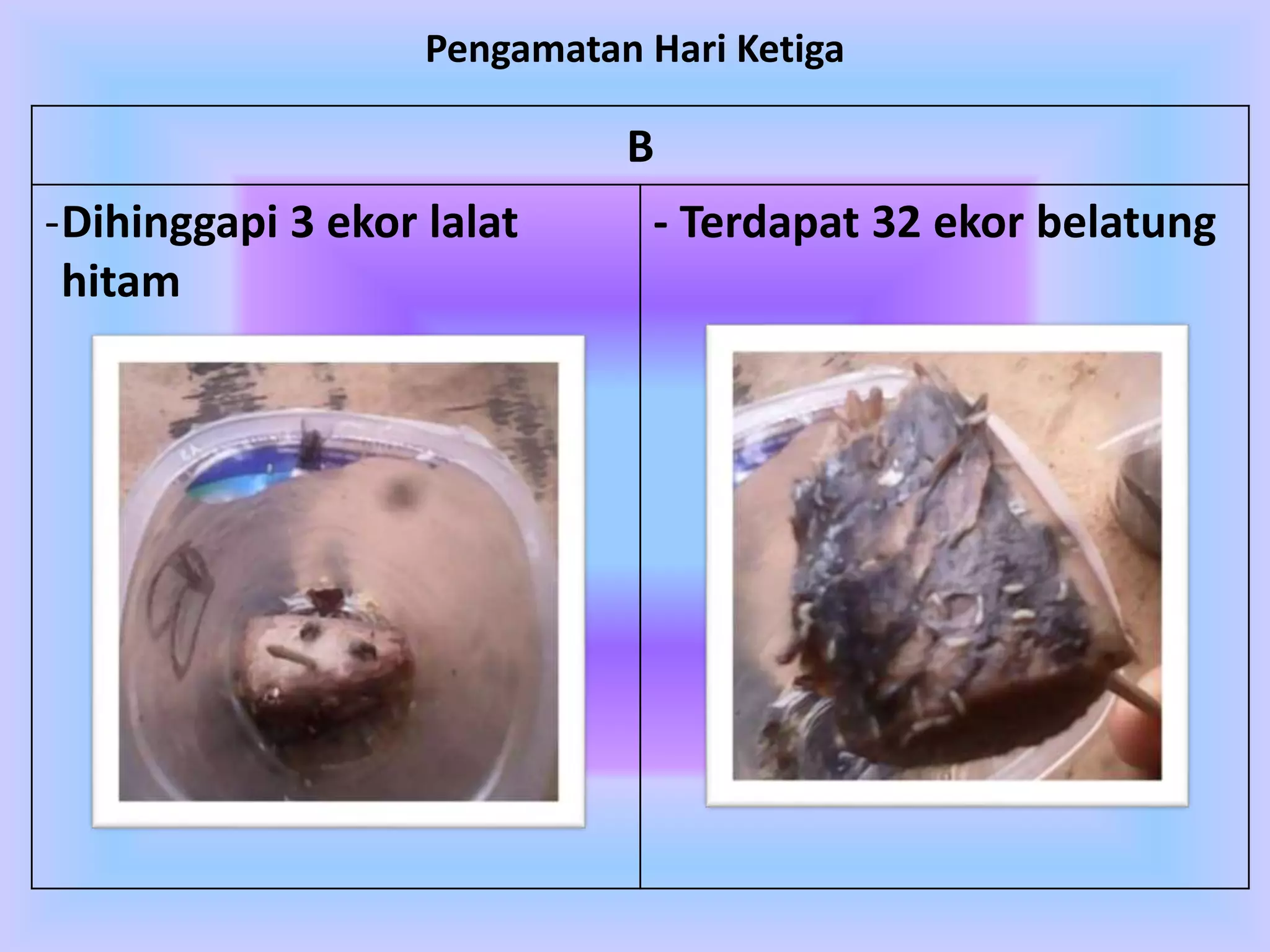 Percobaan francessco redi | PPTX