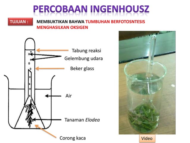 Percobaan Sach | PPTX