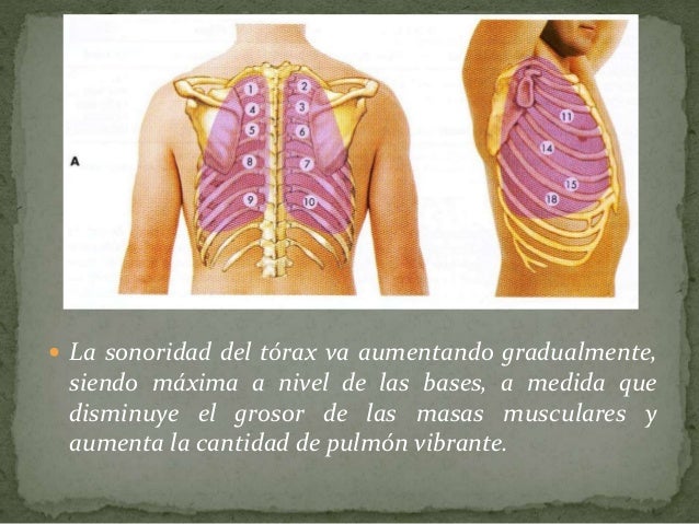 Percusion y Auscultacion de torax