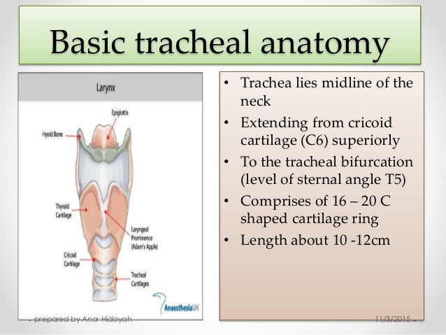 Percutaneous tracheostomy