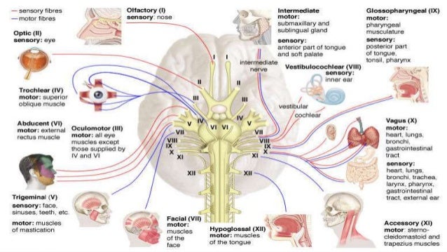 case presentation on bulbar palsy