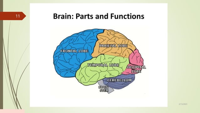 PERDEV- The Powers of the Mind.pptx | Brain and Nervous System Disorders | Diseases and Conditions