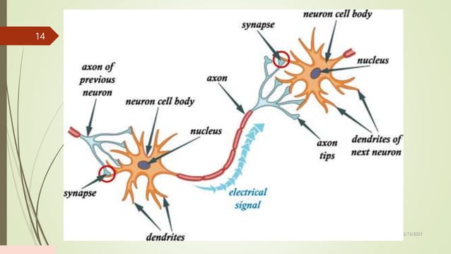 PERDEV- The Powers of the Mind.pptx | Brain and Nervous System ...