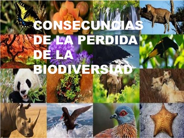 Biodiversidad Que Es Tipos Perdida E Importancia Significadosdenet Images