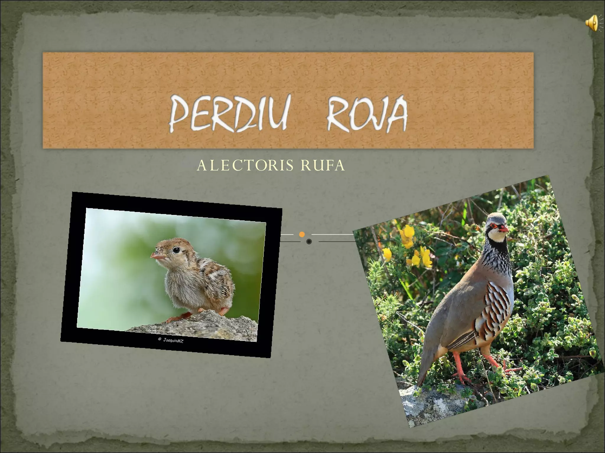 Perdiu Roja 2 | PPT | Arms & Ammunition | Sensitive Topics