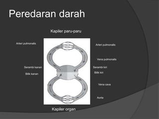 Sistem Peredaran Darah | PPT